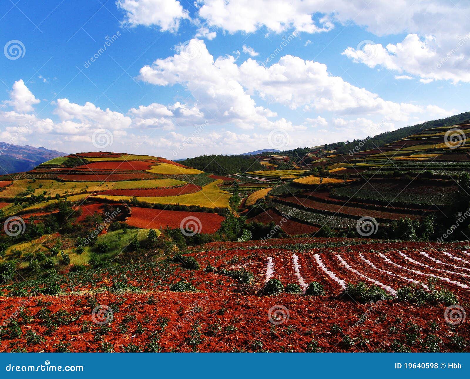 Yunnan red soil dry stock photo. Image of flower, plateau - 19640598
