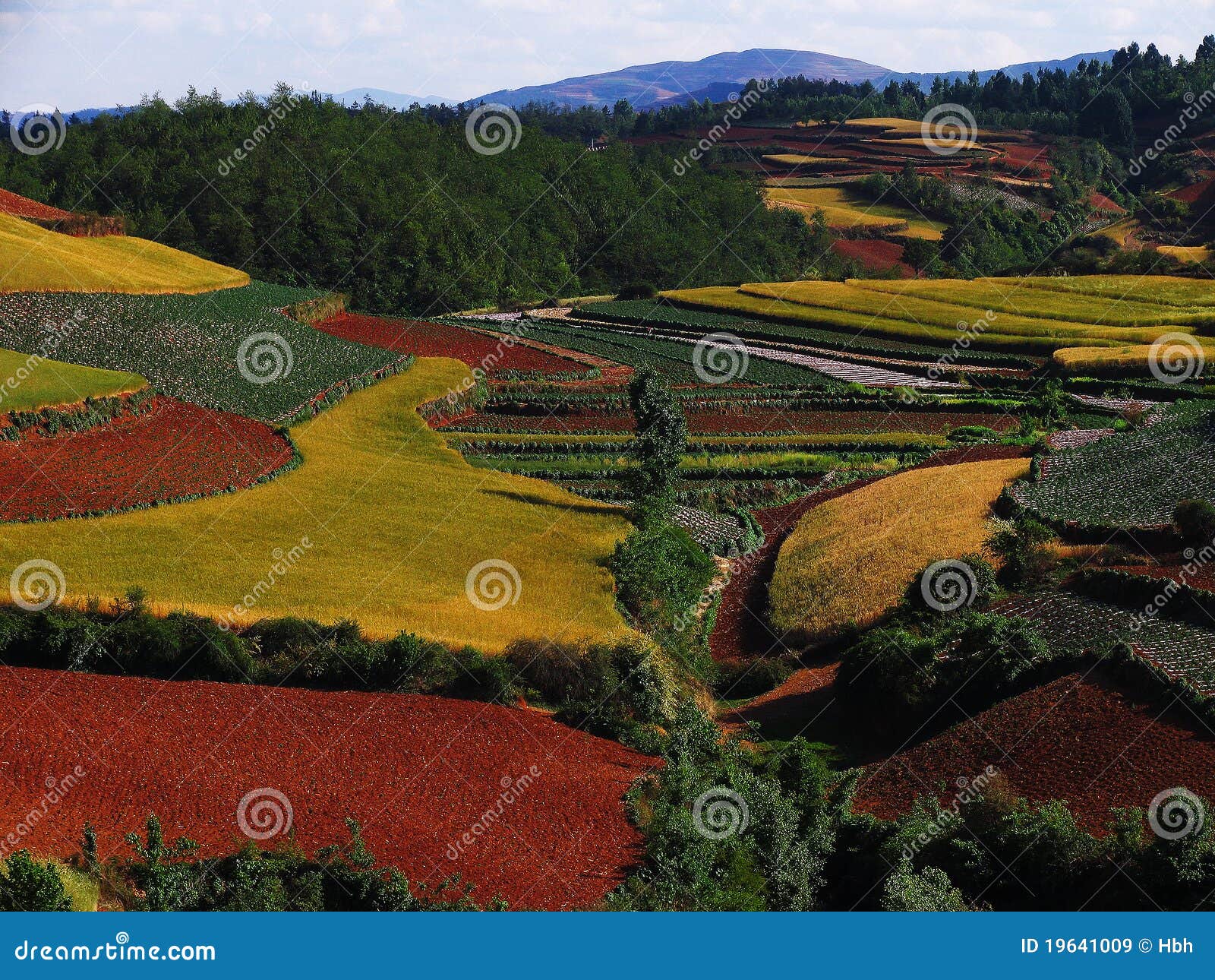 Yunnan red soil dry stock image. Image of tree, dongchuan - 19641009