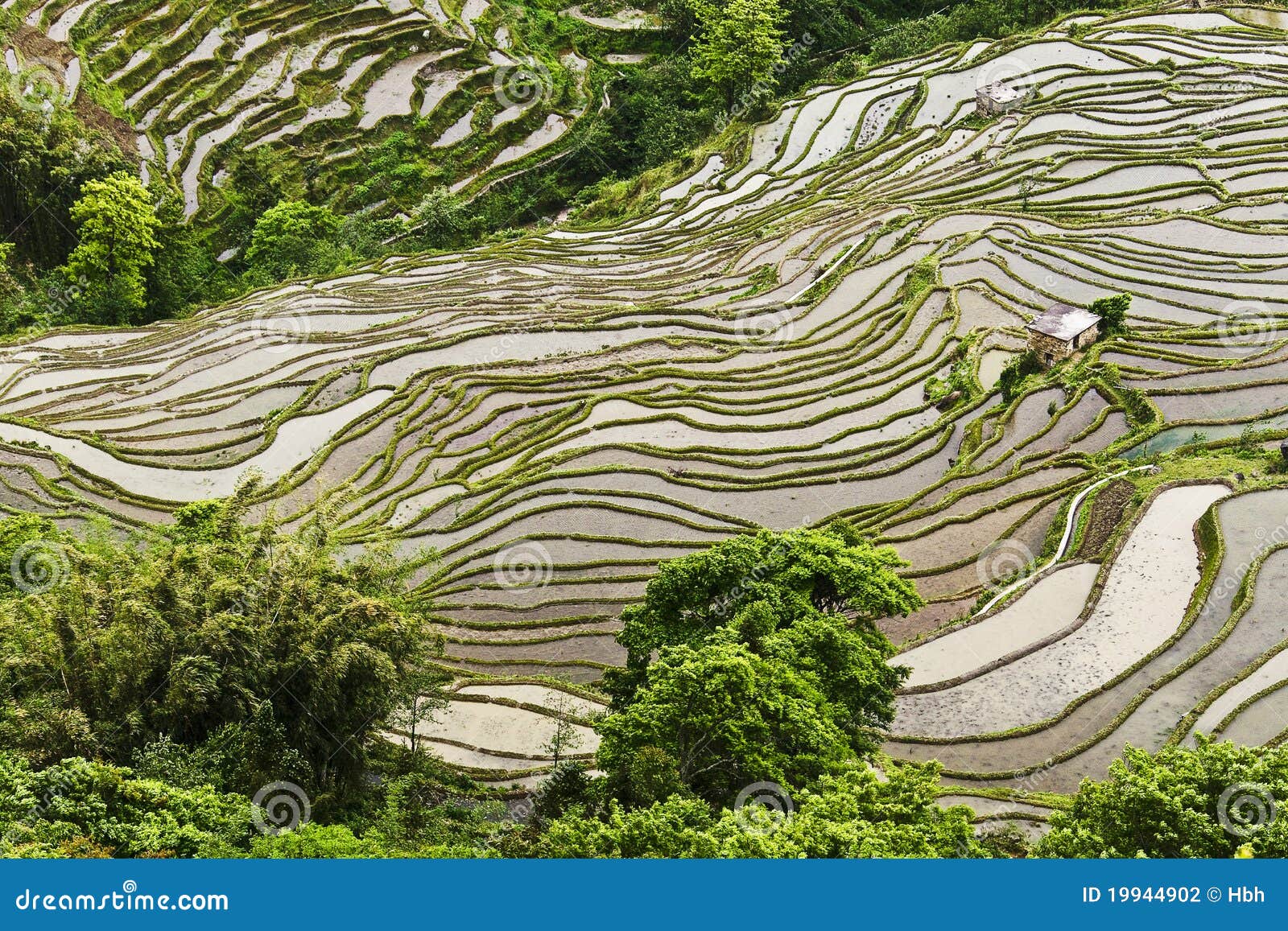 Yunnan Rice-paddy Terracing Stock Photo - Image of water, culture: 19944902