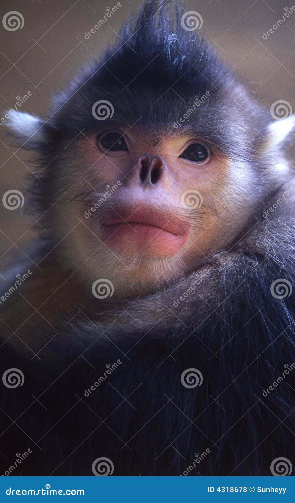 Yunnan Snub-nosed monkey stock photo. Image of yunnan - 4318678