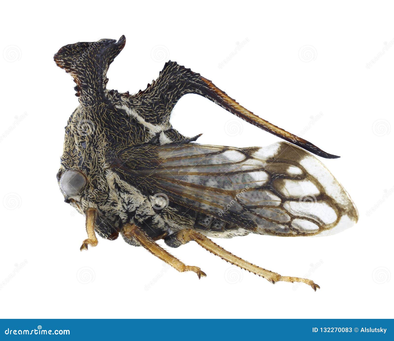 Yunnanensis De Anchon De La Cigarra Imagen de archivo - Imagen de ...