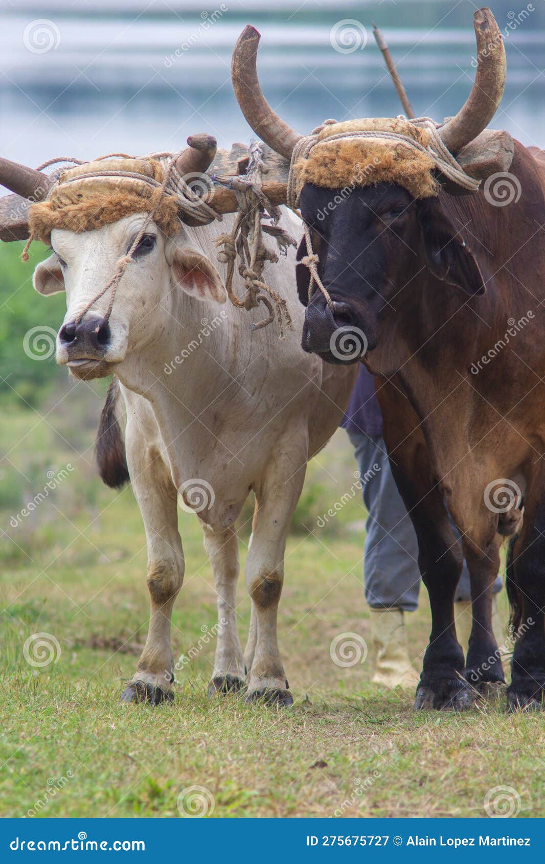 Team of oxen stock image. Image of farm, farmland, bull - 275675727