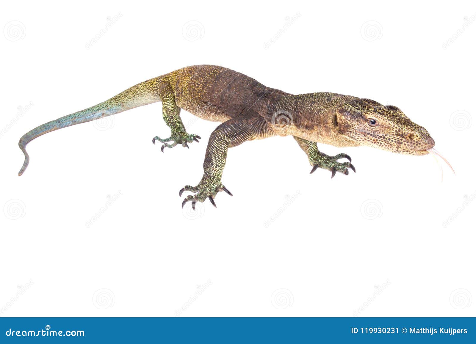 Yuwonoi Del Varanus Del Monitor De Halmahera Imagen de archivo - Imagen ...