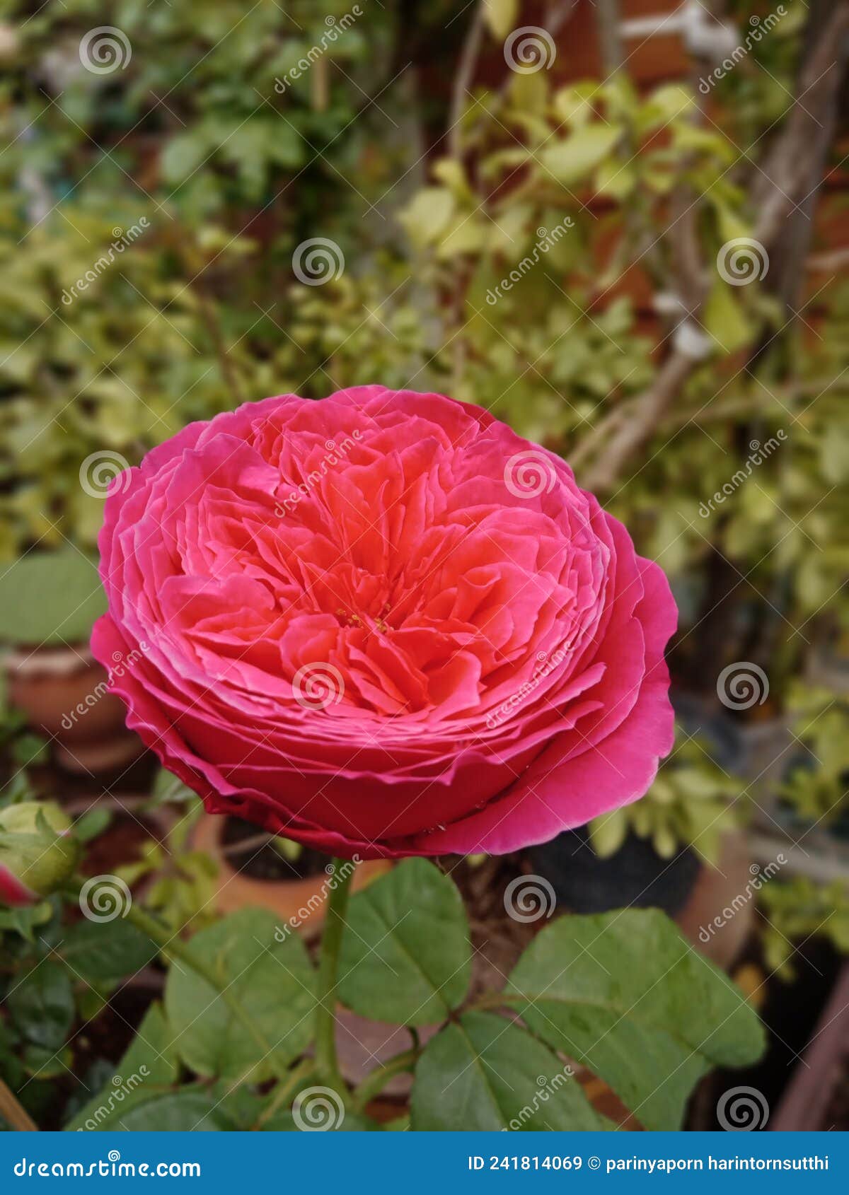 Yuzen Rose Flower Blooming in the Pot Stock Image - Image of blooming ...