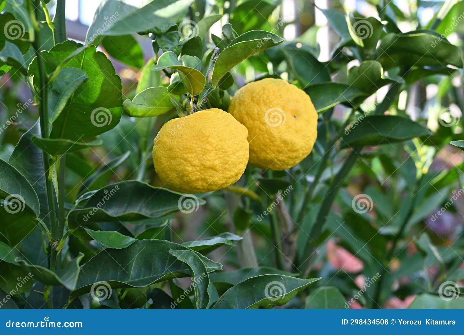 Yuzu (Citrus Junos) Fruits. Stock Photo - Image of orange, refreshing ...