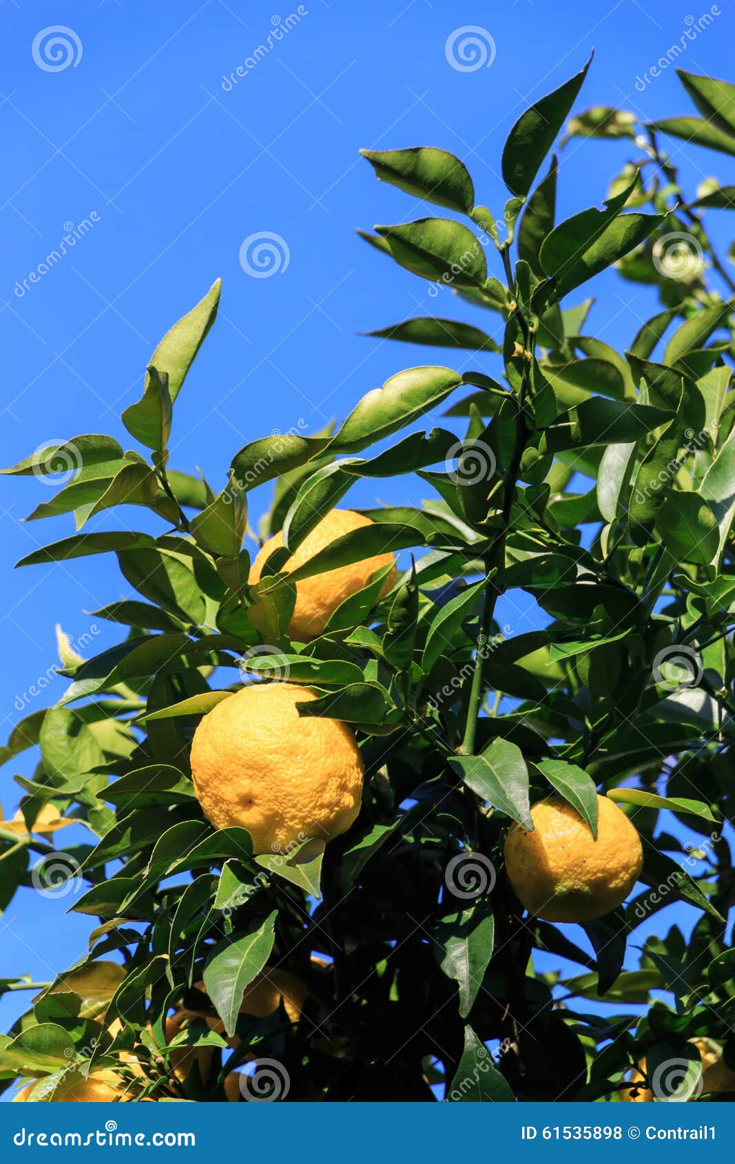 Yuzu: Citrus junos stock photo. Image of yuzu, lime, fruits - 61535898
