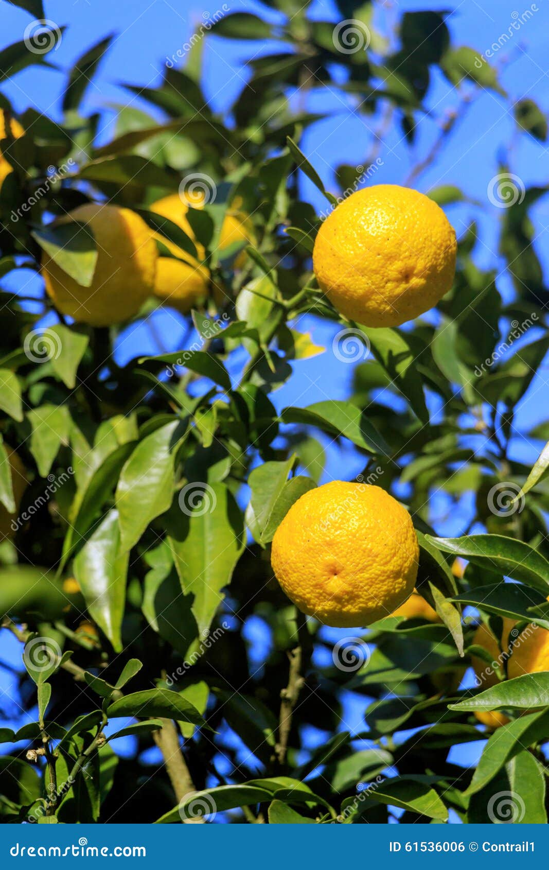 Yuzu: Citrus junos stock photo. Image of junos, lime - 61536006
