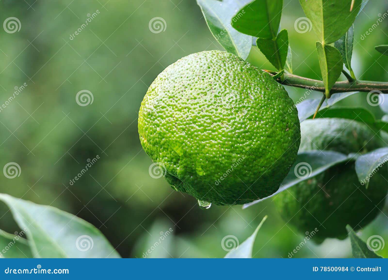 Yuzu: Citrus junos stock photo. Image of junos, tree - 78500984