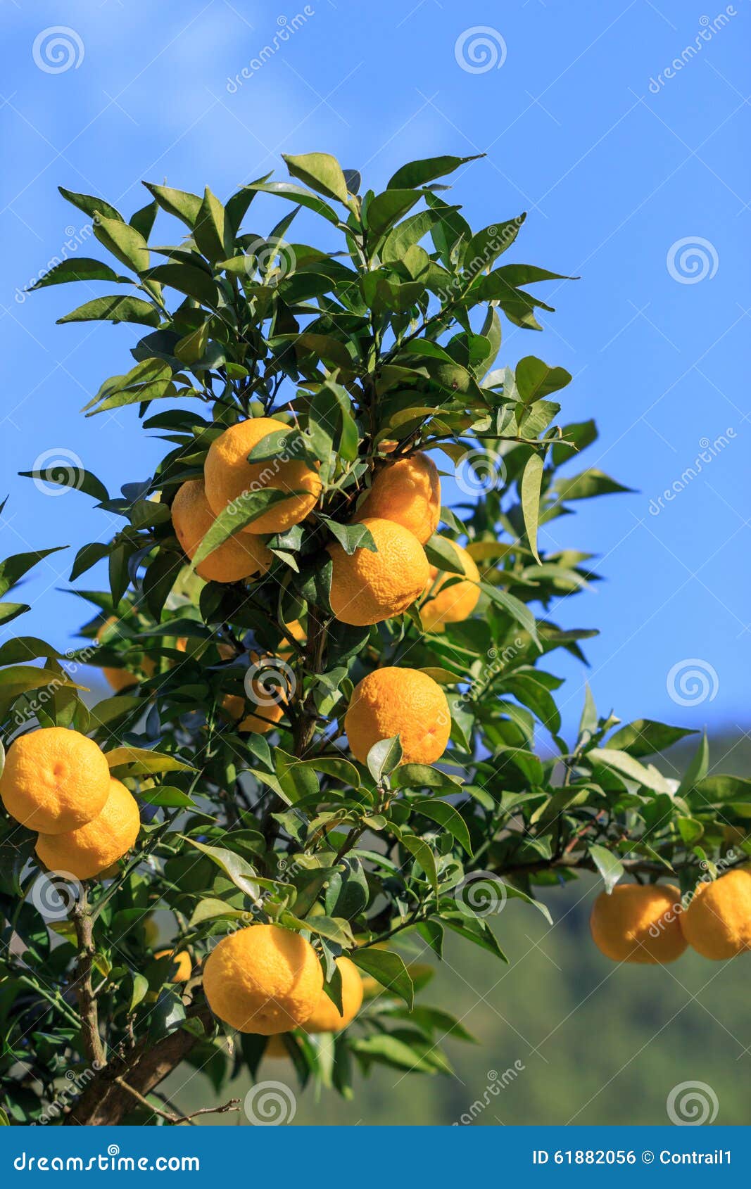 Yuzu on the tree stock photo. Image of autumn, scene - 61882056