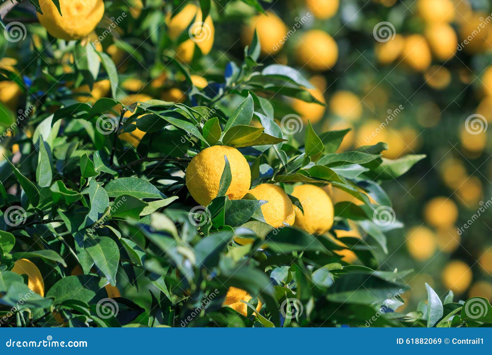 Yuzu on the tree stock image. Image of farm, organic - 61882069