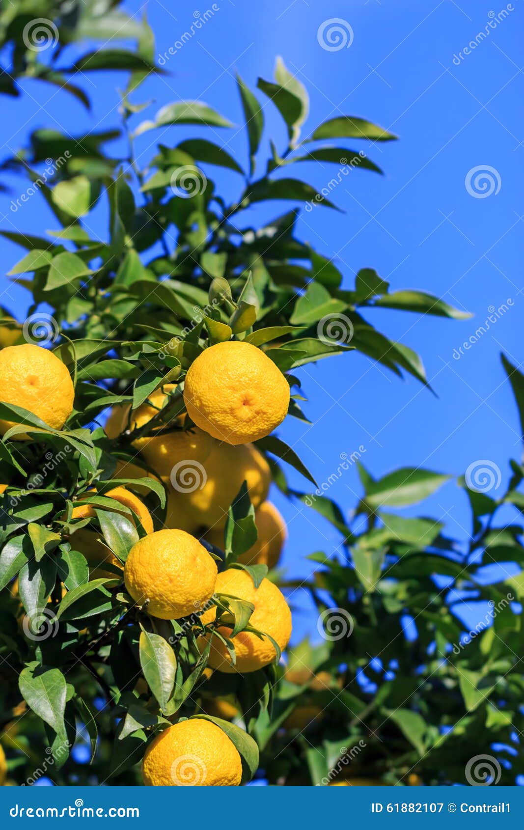 Yuzu on the tree stock image. Image of outdoor, field - 61882107