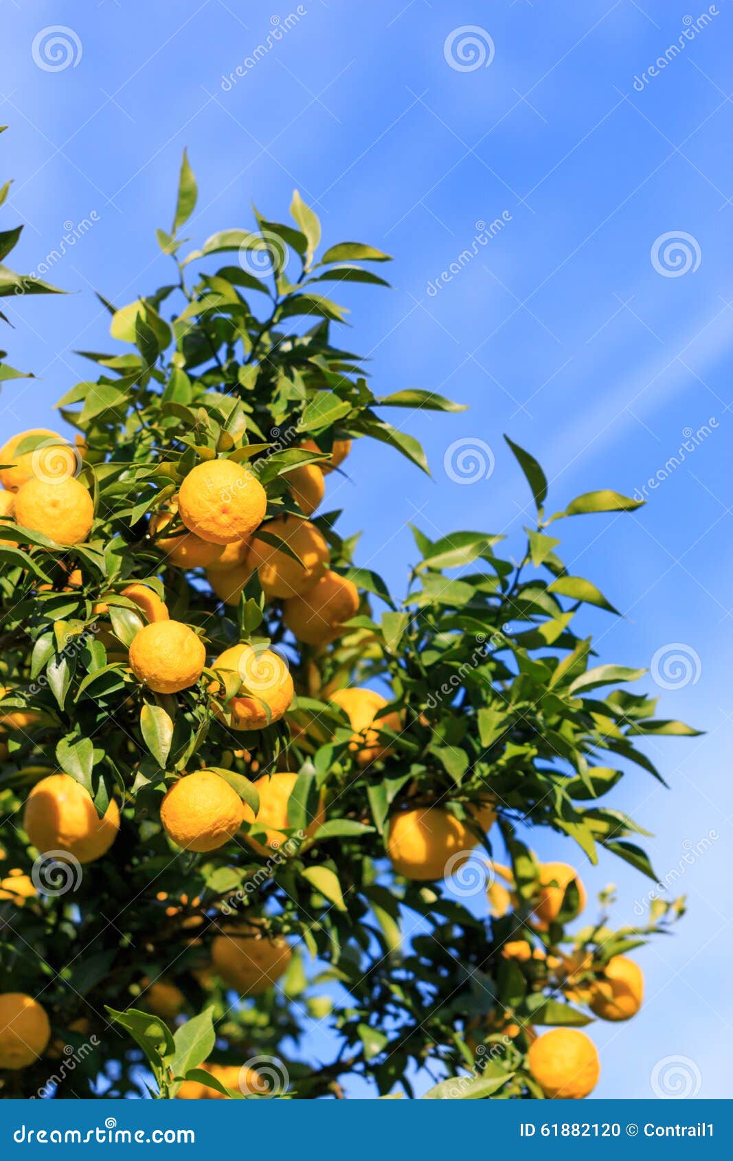 Yuzu on the tree stock photo. Image of scene, growth - 61882120