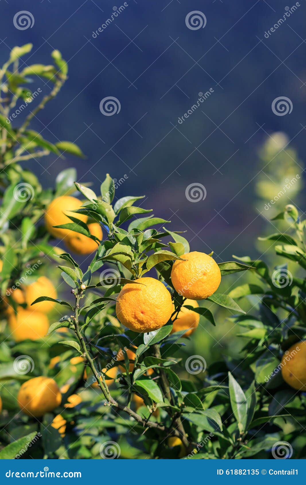 Yuzu on the tree stock image. Image of green, farm, flavor - 61882135