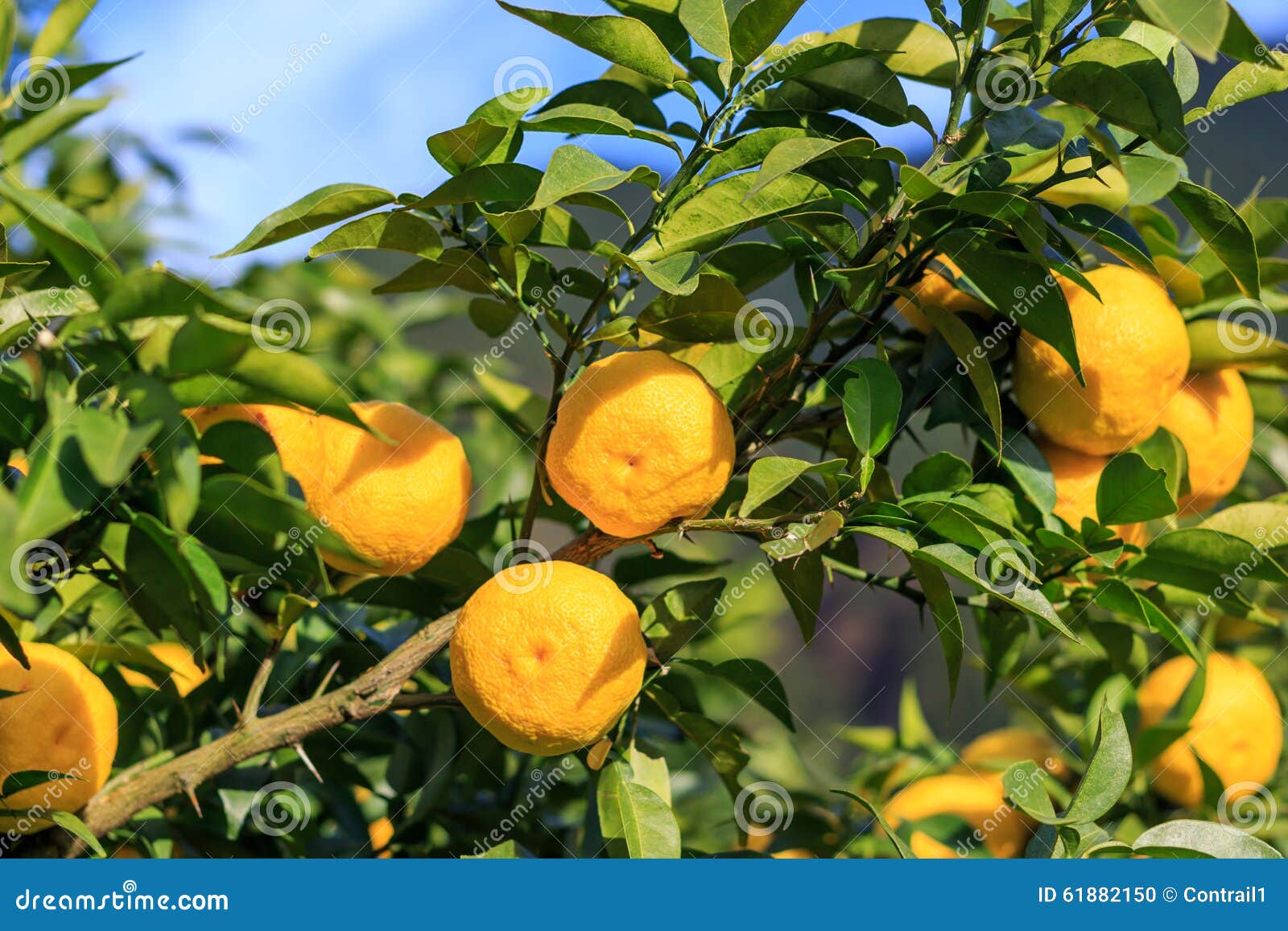 Yuzu on the tree stock photo. Image of plant, agriculture - 61882150