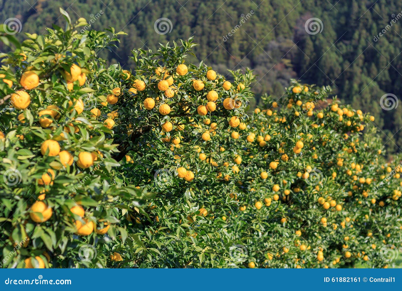 Yuzu on the tree stock image. Image of sour, yellow, scene - 61882161