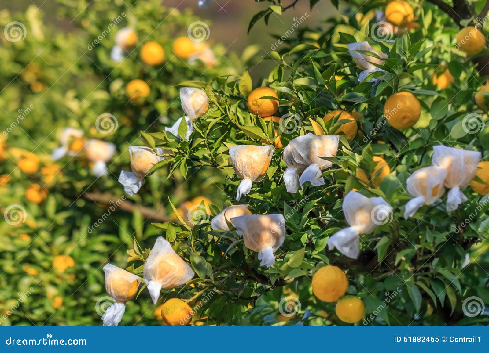Yuzu on the tree stock image. Image of field, fruits - 61882465
