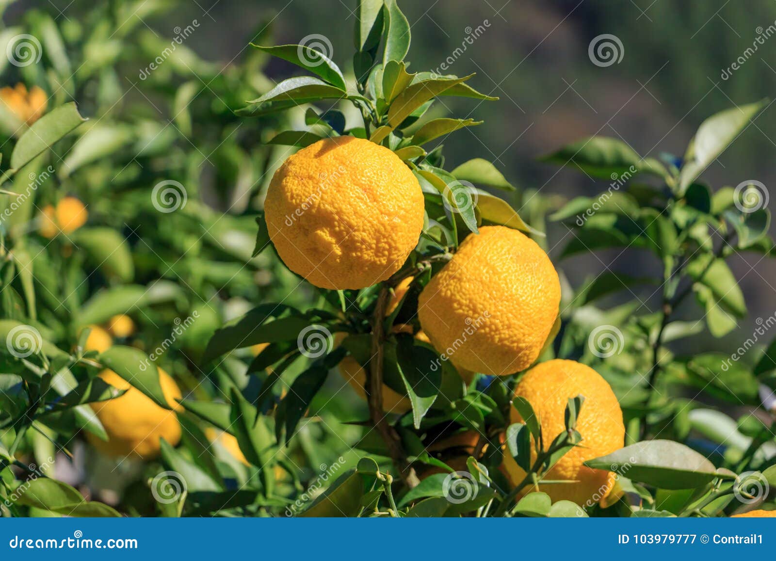 Yuzu on the tree stock image. Image of japanese, outdoor - 103979777