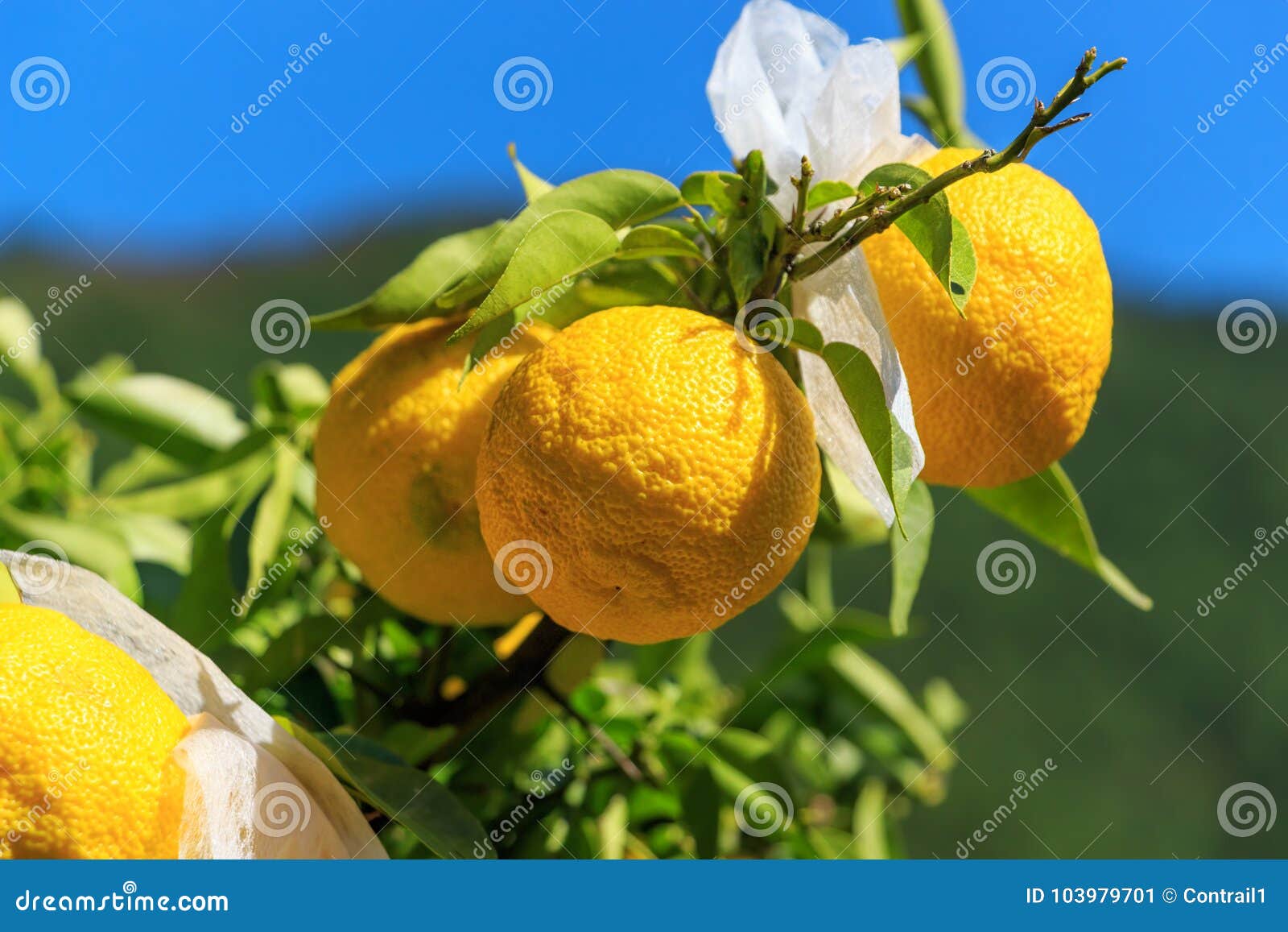 Yuzu on the tree stock image. Image of field, landscape - 103979701