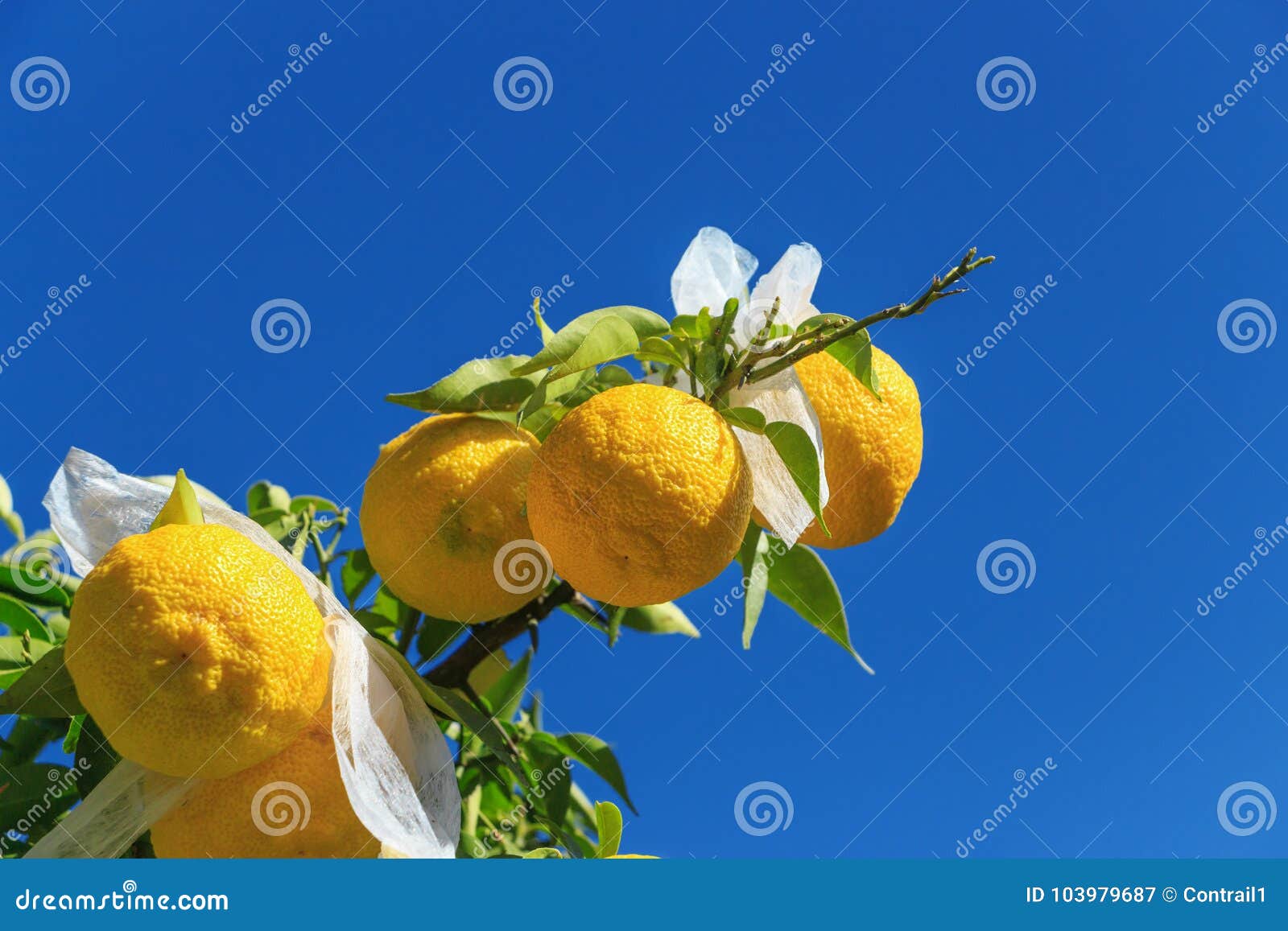 Yuzu on the tree stock image. Image of field, japanese - 103979687
