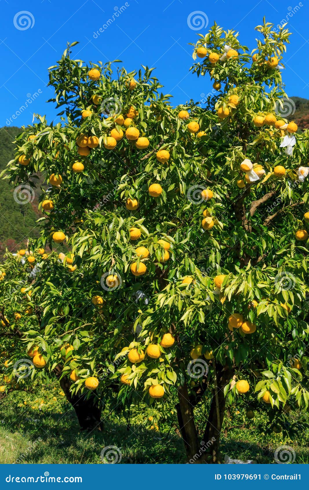 Yuzu on the tree stock image. Image of japanese, kitoh - 103979691