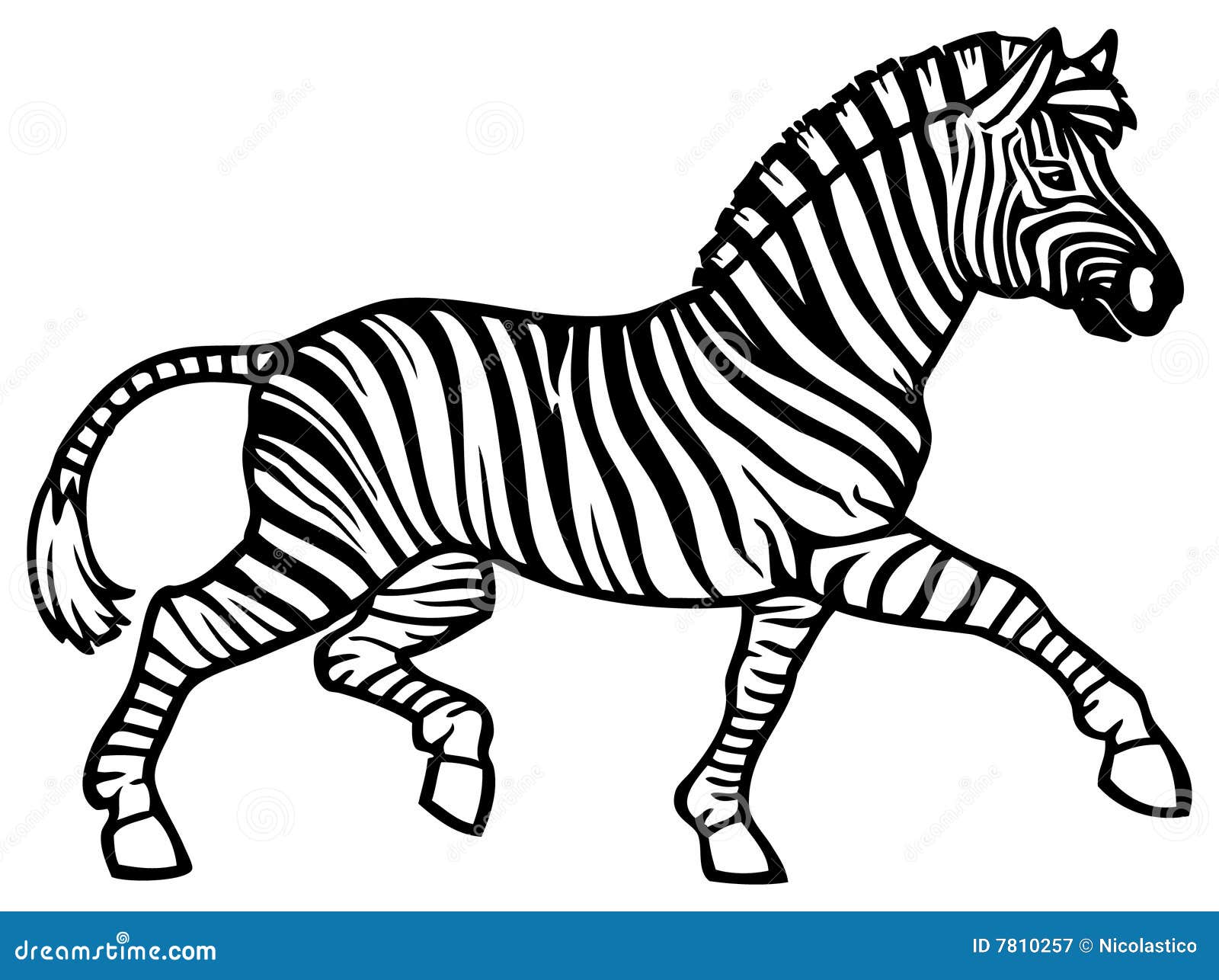 Zèbre courant illustration de vecteur. Illustration du faune - 7810257