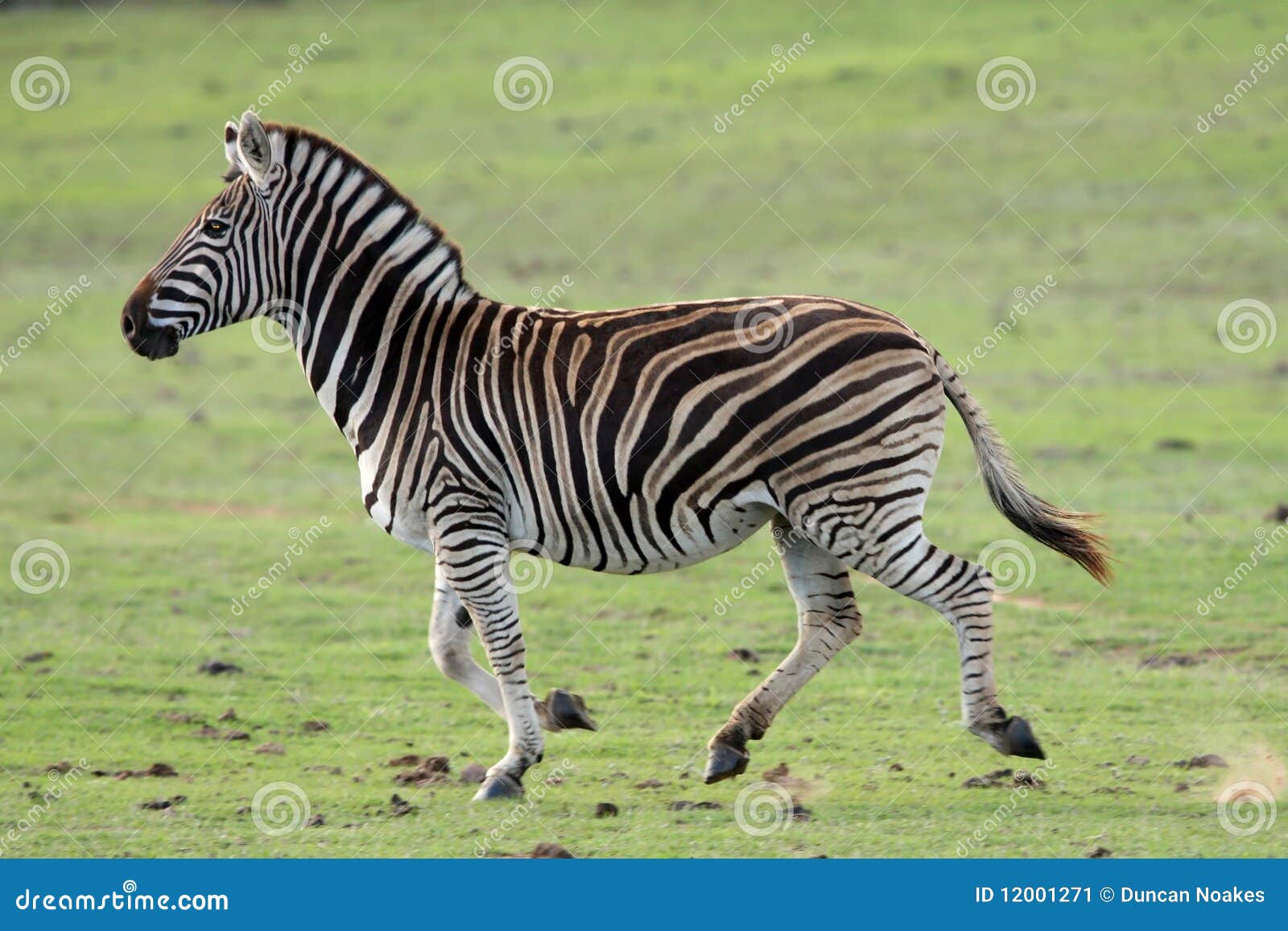 Zèbre sauvage courant image stock. Image du africain - 12001271