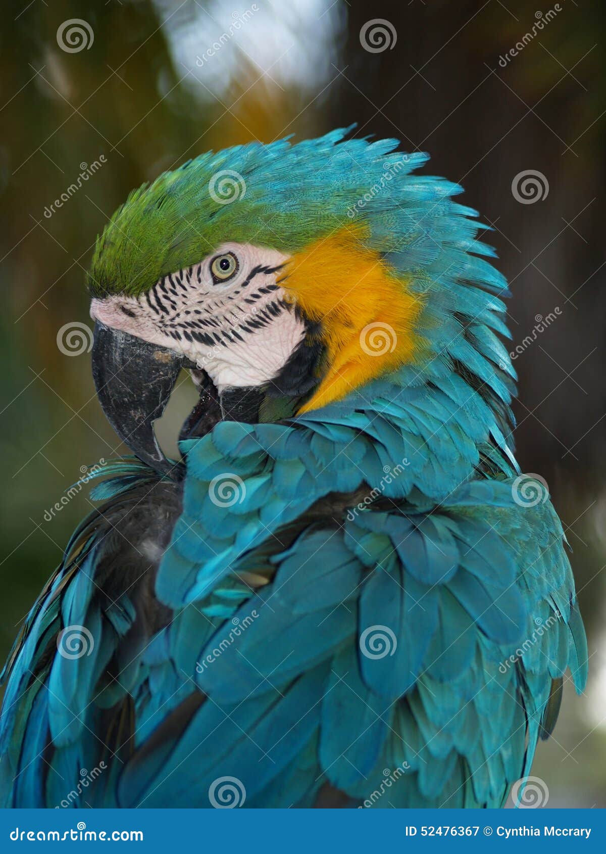 Złota ara blue obraz stock. Obraz złożonej z palma, kraj - 52476367