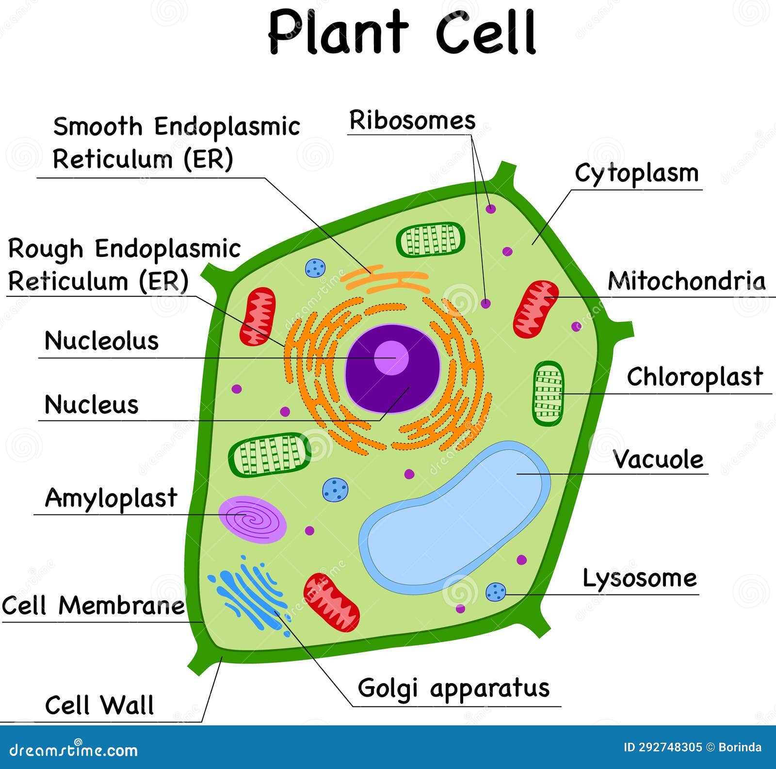 Colorful Plant Cell Parts Diagram with Labels Stock Vector ...