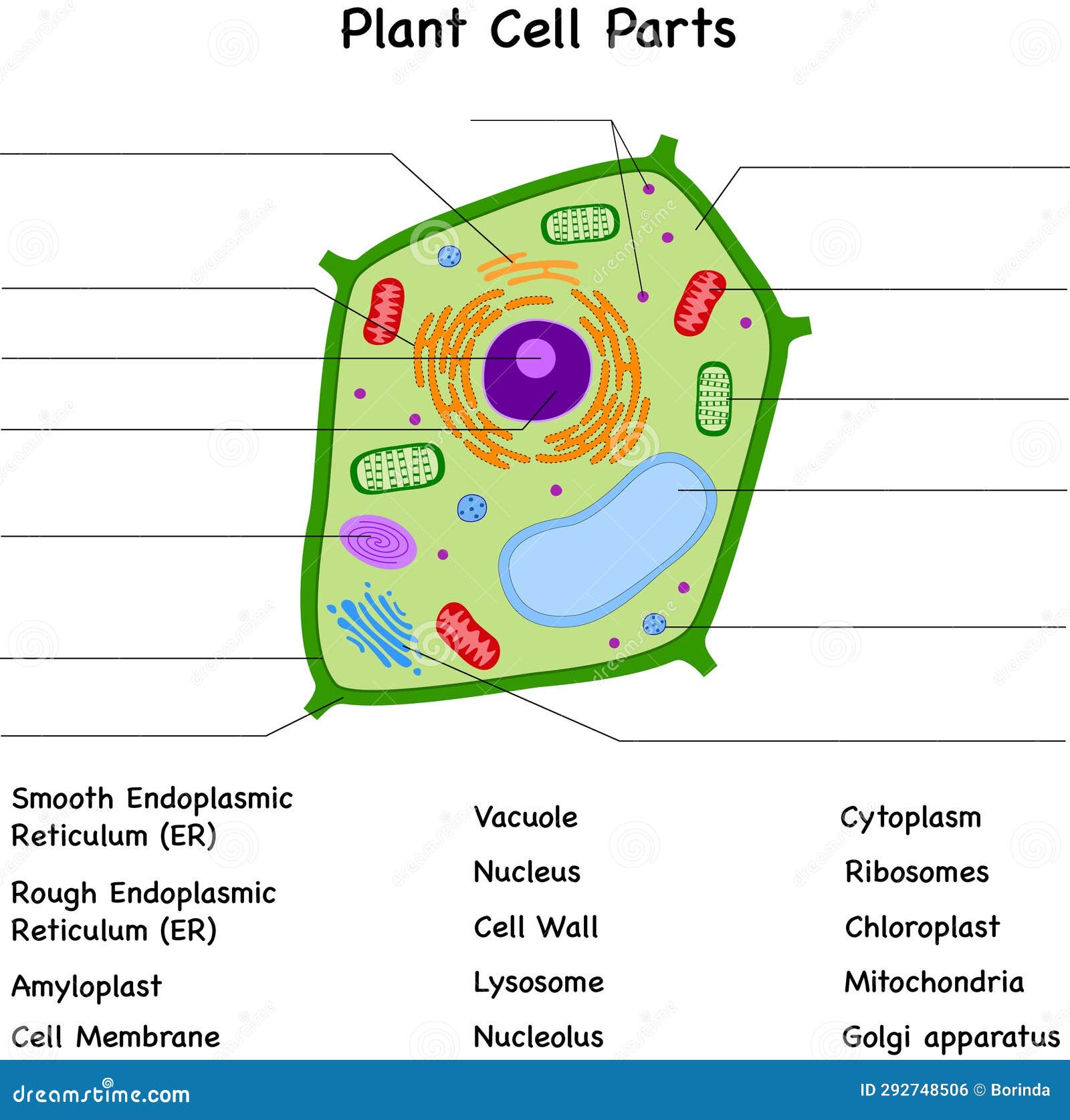 Colorful Detailed Plant Cell Diagram with Blank and Labels for ...