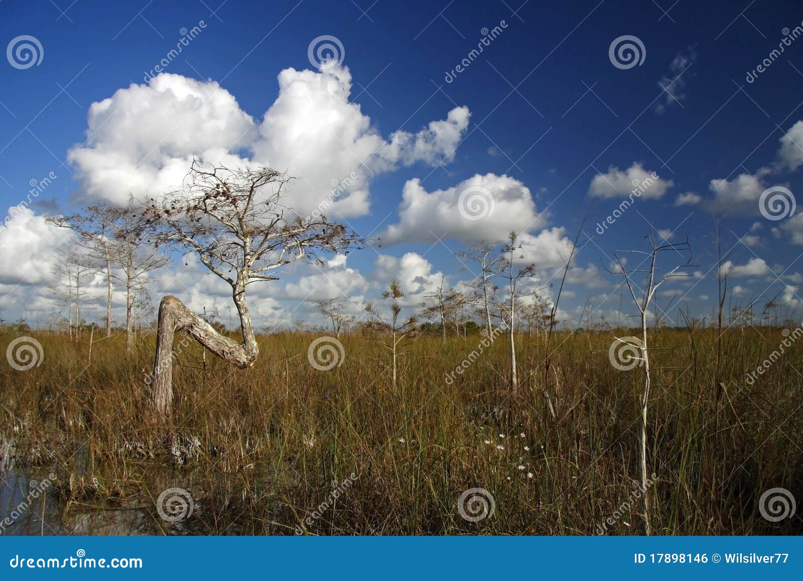 The Z-Tree stock photo. Image of clouds, travel, grass - 17898146