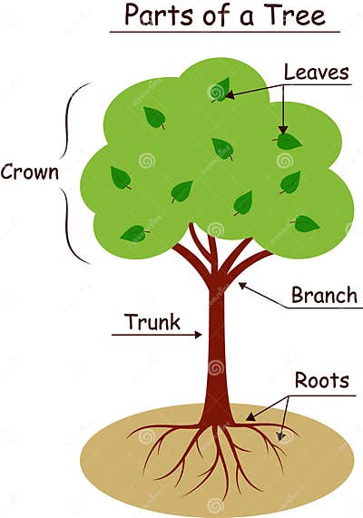 Isolated Tree Parts Diagram with Labels Stock Vector - Illustration of ...