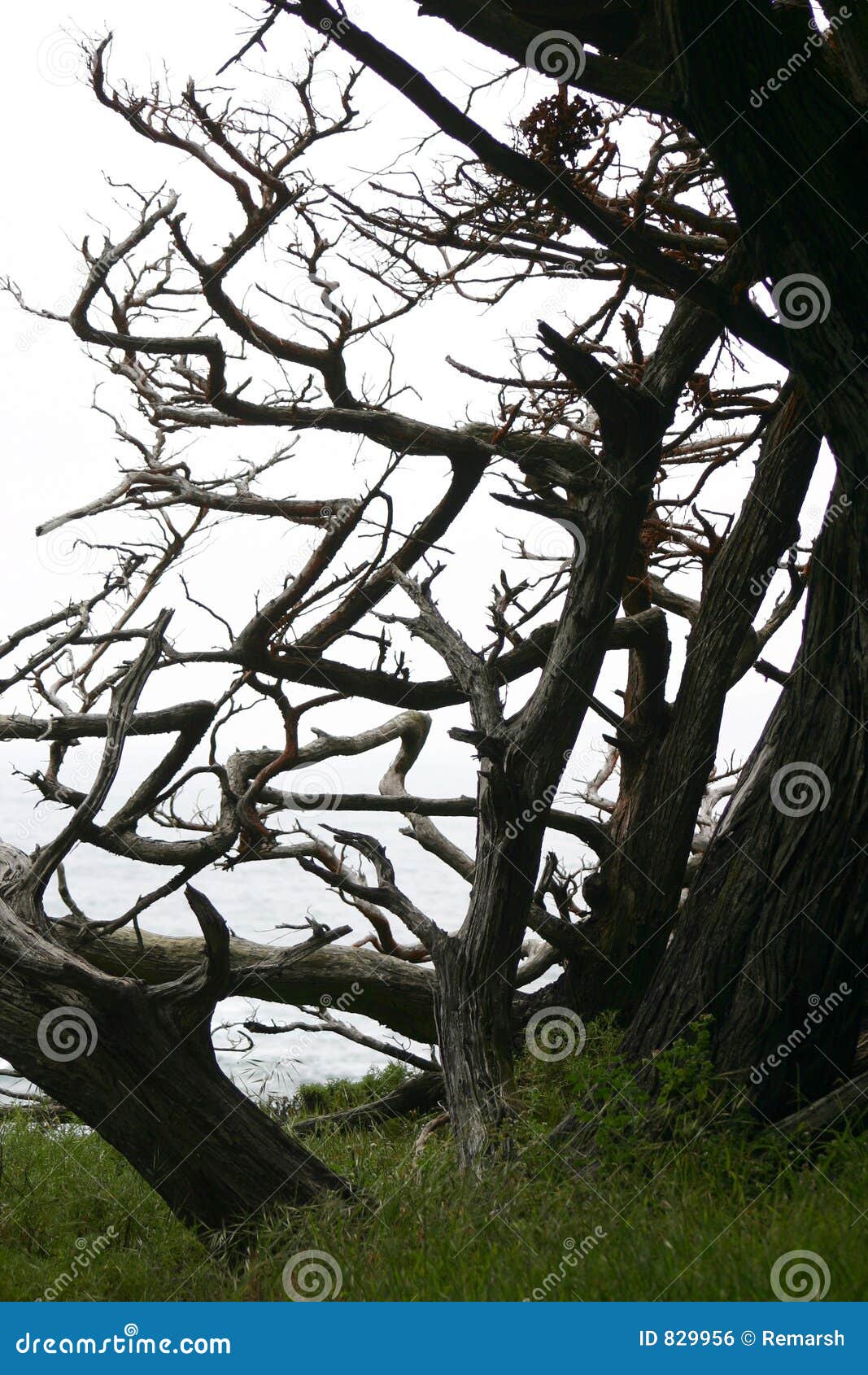 Z Trees stock photo. Image of zigzag, ocean, grass, gnarled - 829956