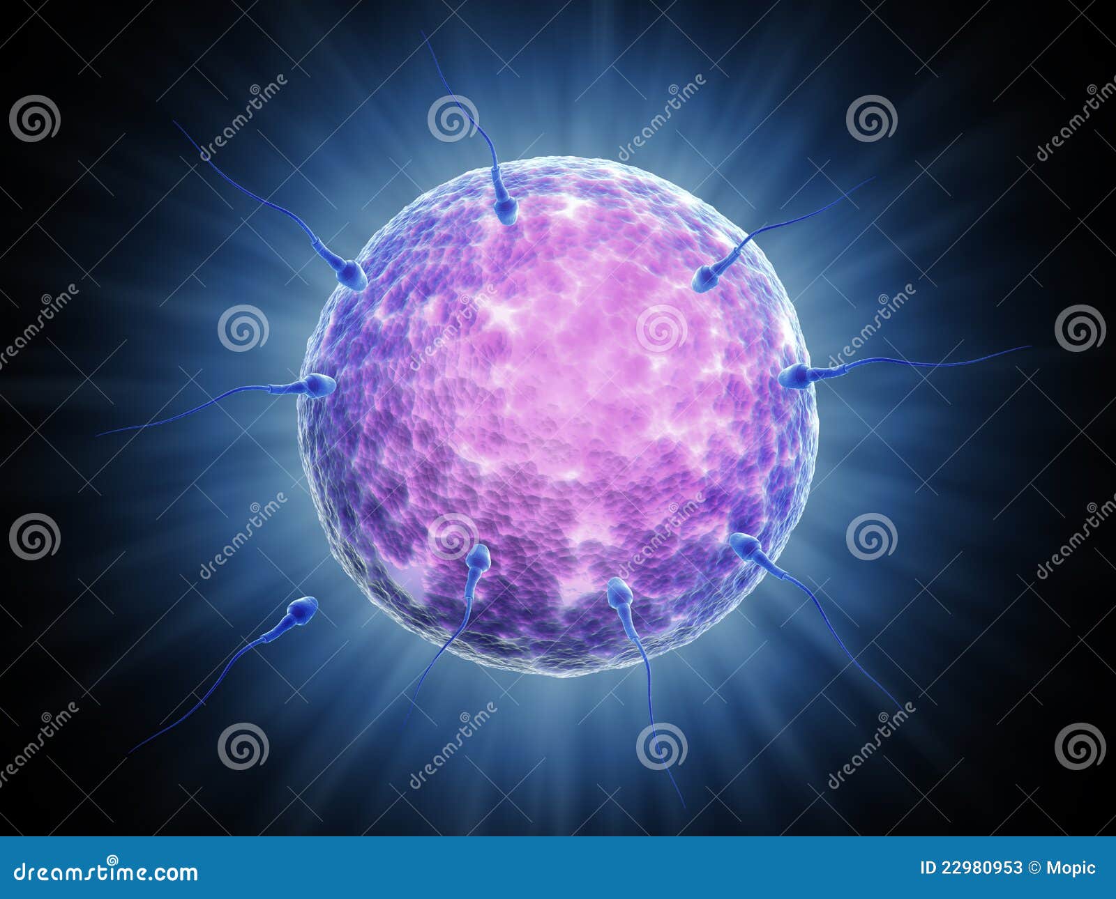 Zaadcellen Die Hun Doel Bereiken Stock Illustratie - Illustration of ...