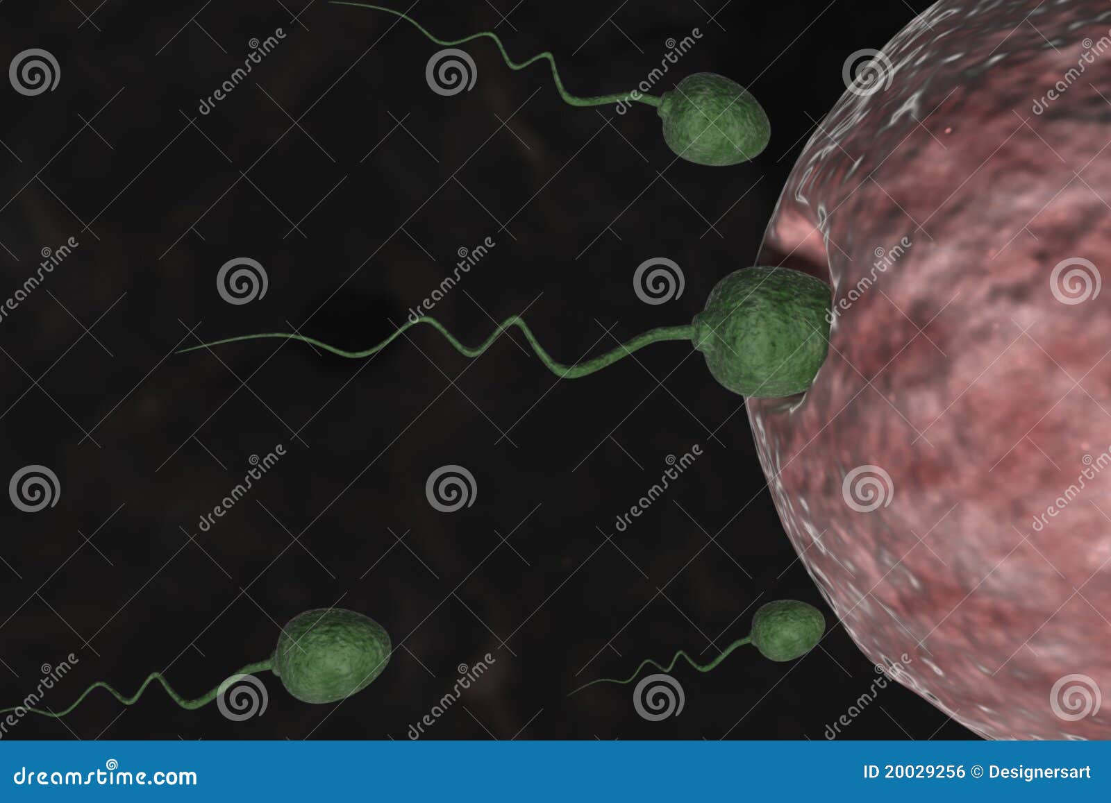 Zaadcellen Die Menselijk Ei Ingaan Stock Illustratie - Illustration of ...