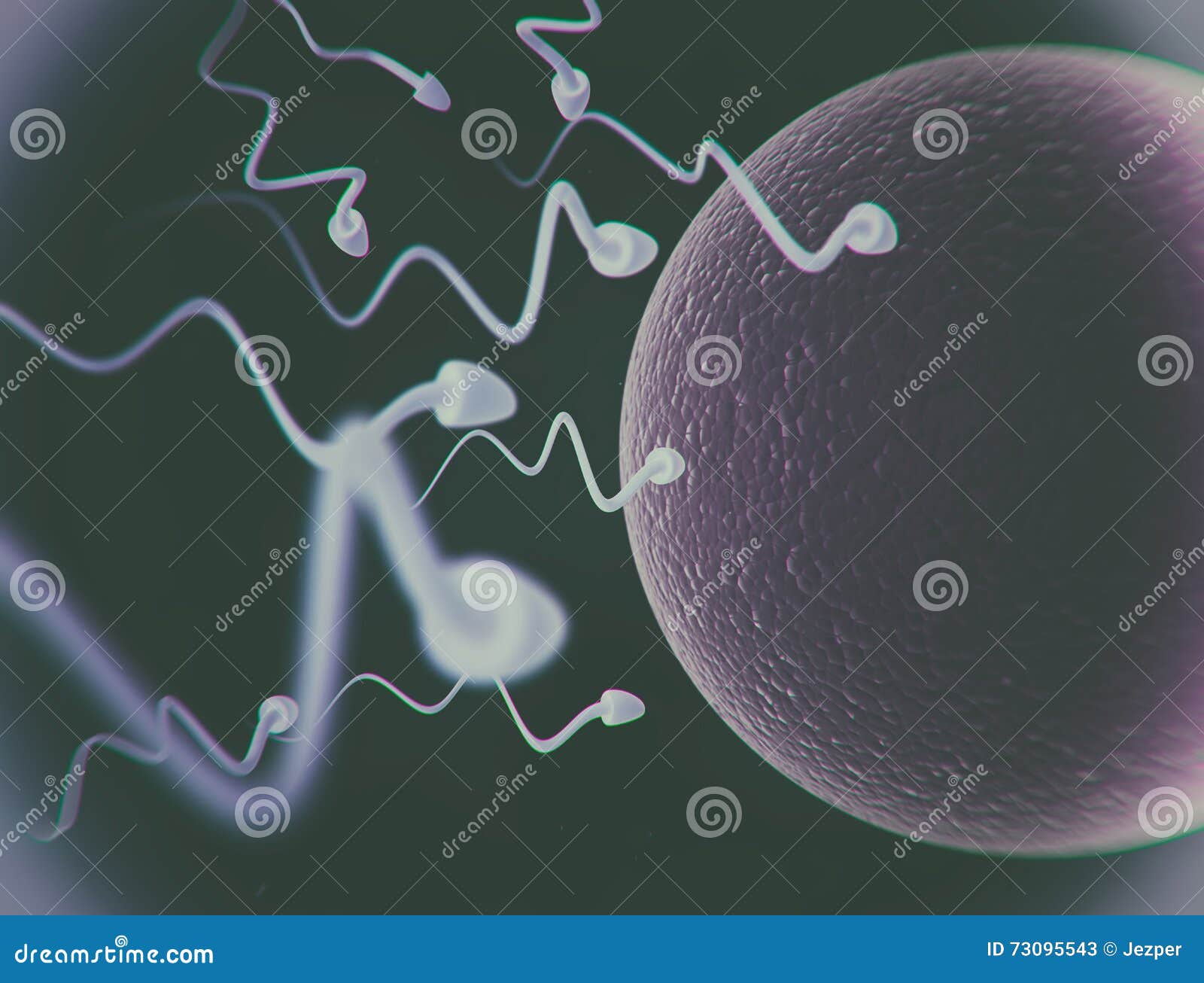 Zaadcellen en menselijk ei stock illustratie. Illustration of ...