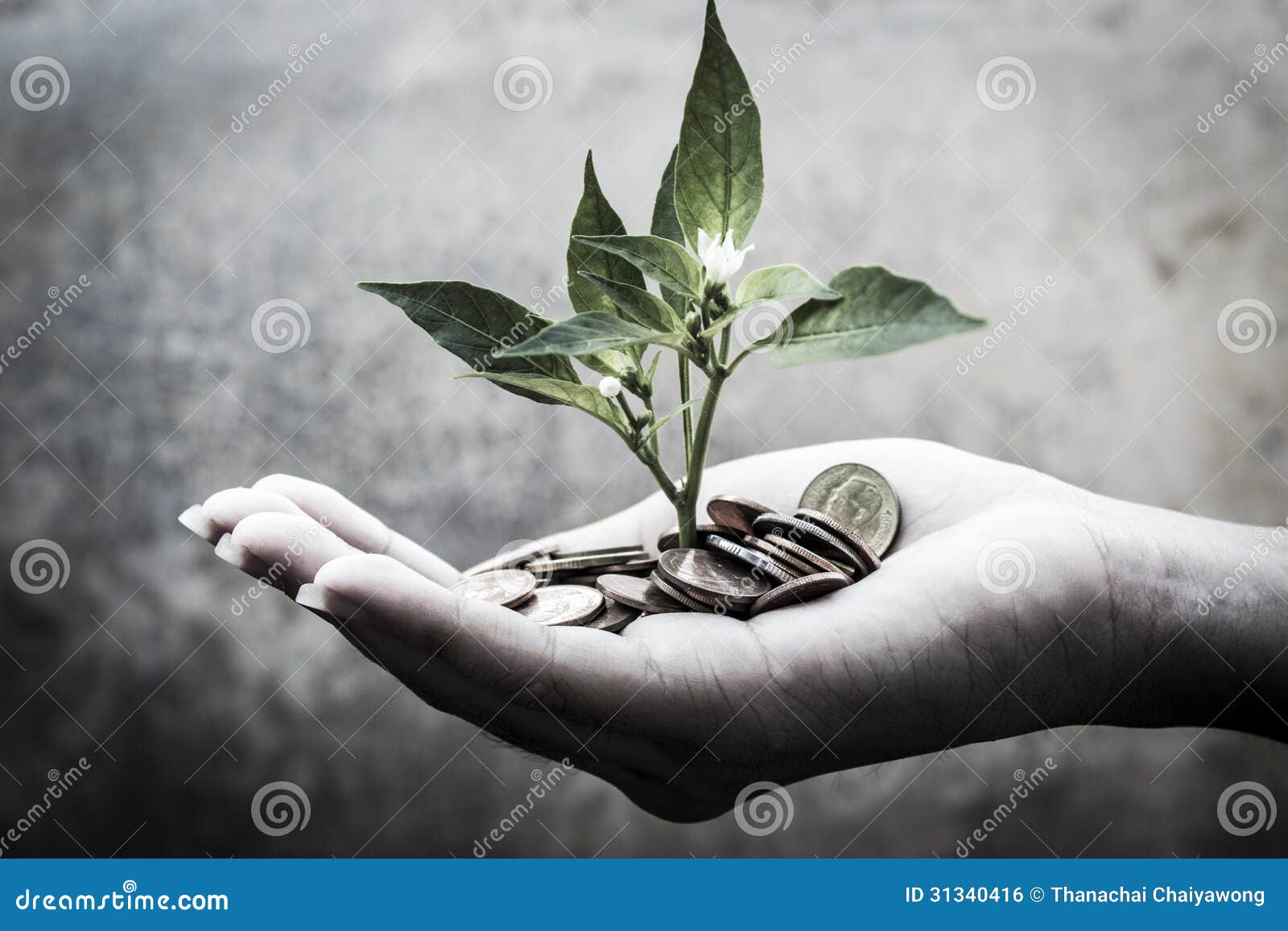 Zaailingen van rijkdom stock foto. Image of muntstukken - 31340416