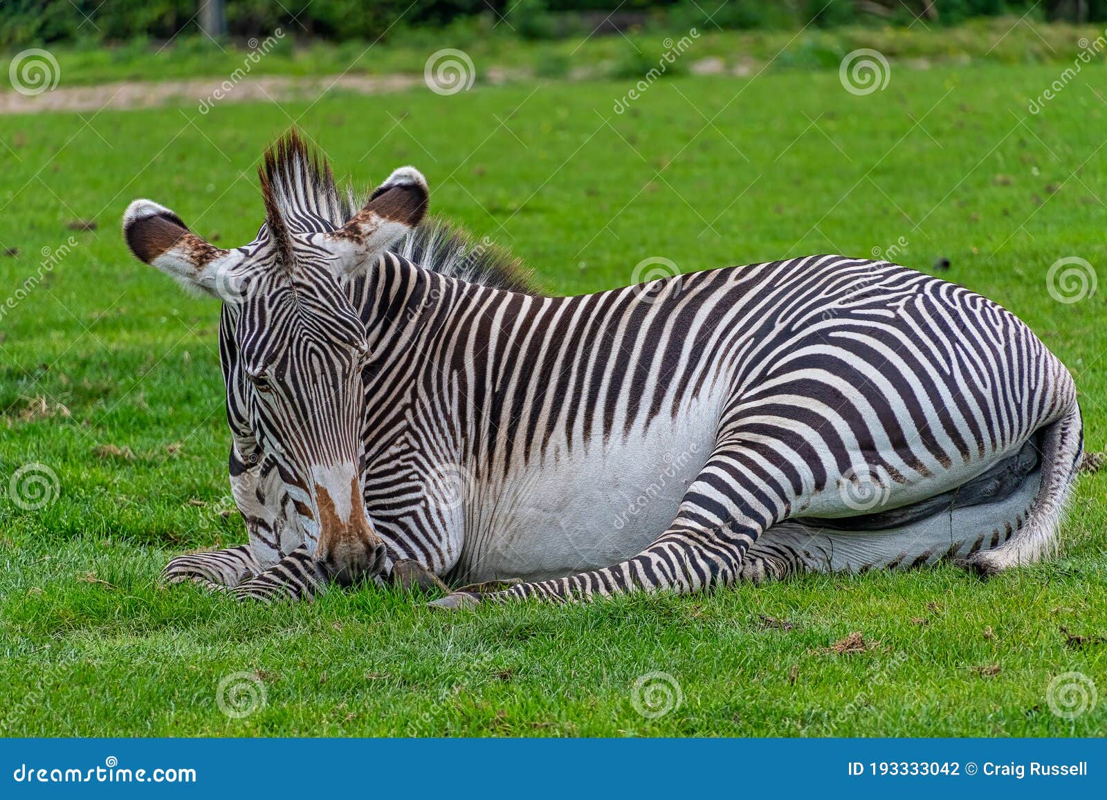 Zebra laying down stock photo. Image of family, black - 193333042