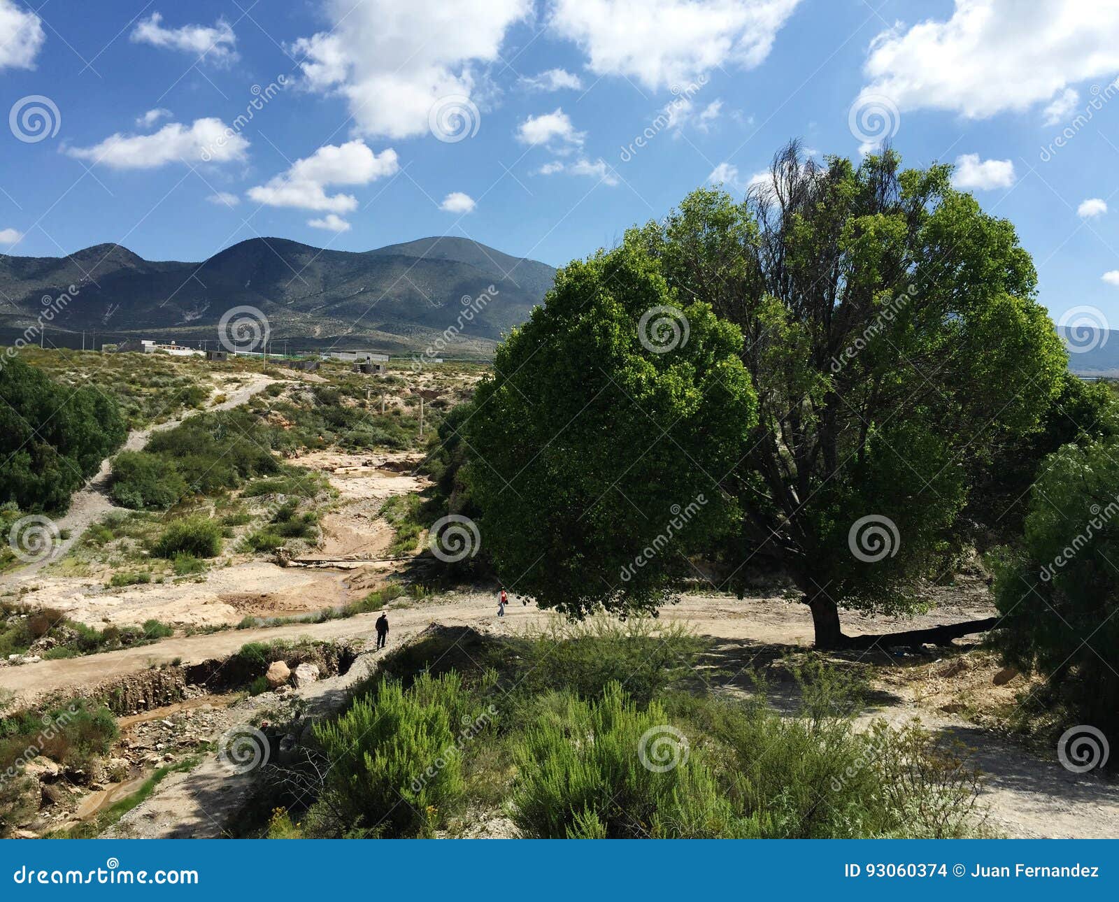 Zacatecas Nature stock photo. Image of landscape, trees - 93060374