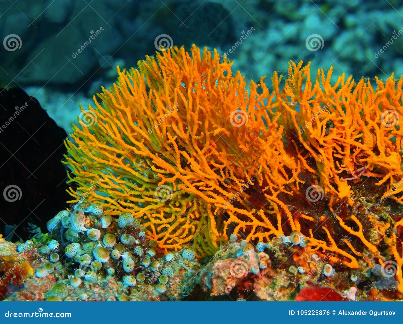 Zacht Koraal stock foto. Image of oceaan, nave, keerkring - 105225876