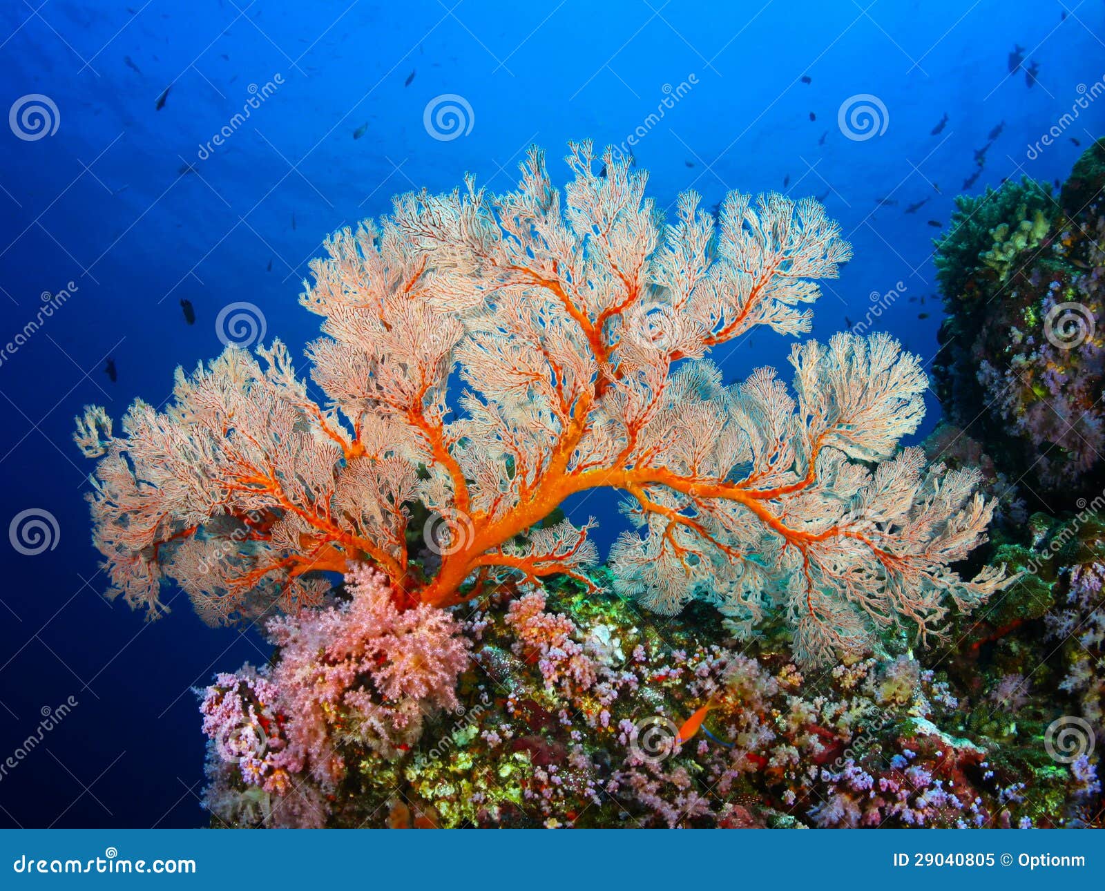 Zacht Koraal stock afbeelding. Image of zacht, eiland - 29040805
