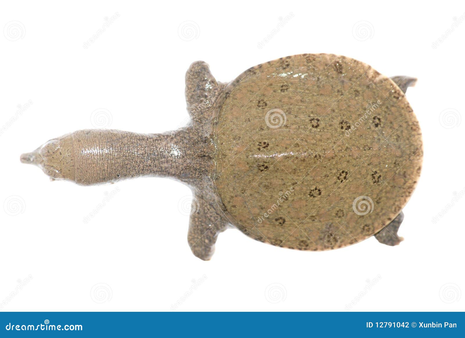 Zacht Shell Van De Schildpad Dier Stock Foto - Image of auto, grappig ...