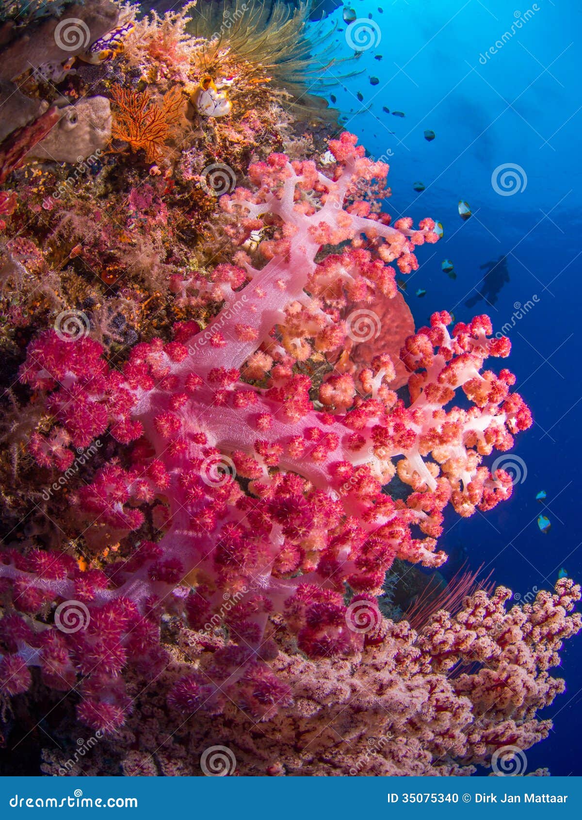 Zachte koralen stock foto. Image of onderwater, zacht - 35075340