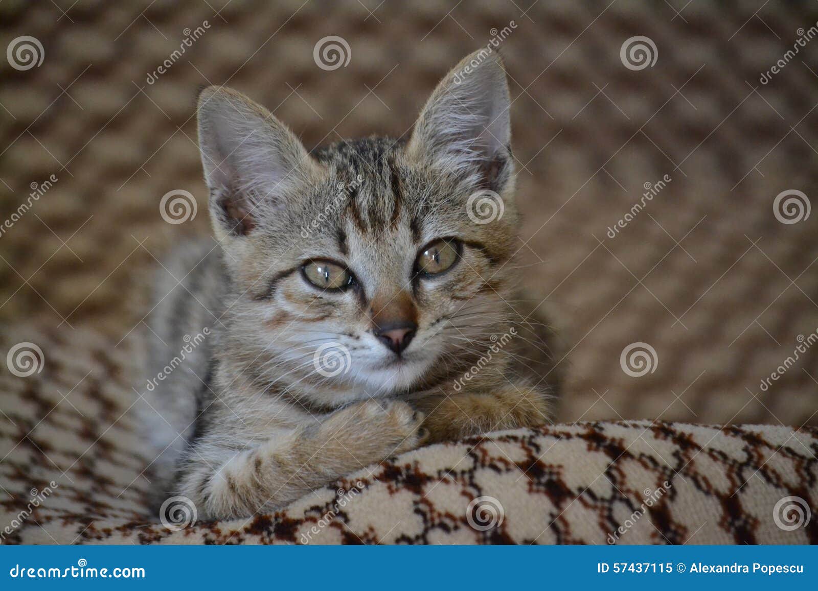 Young Smart cat stock image. Image of felidae, kittens - 57437115