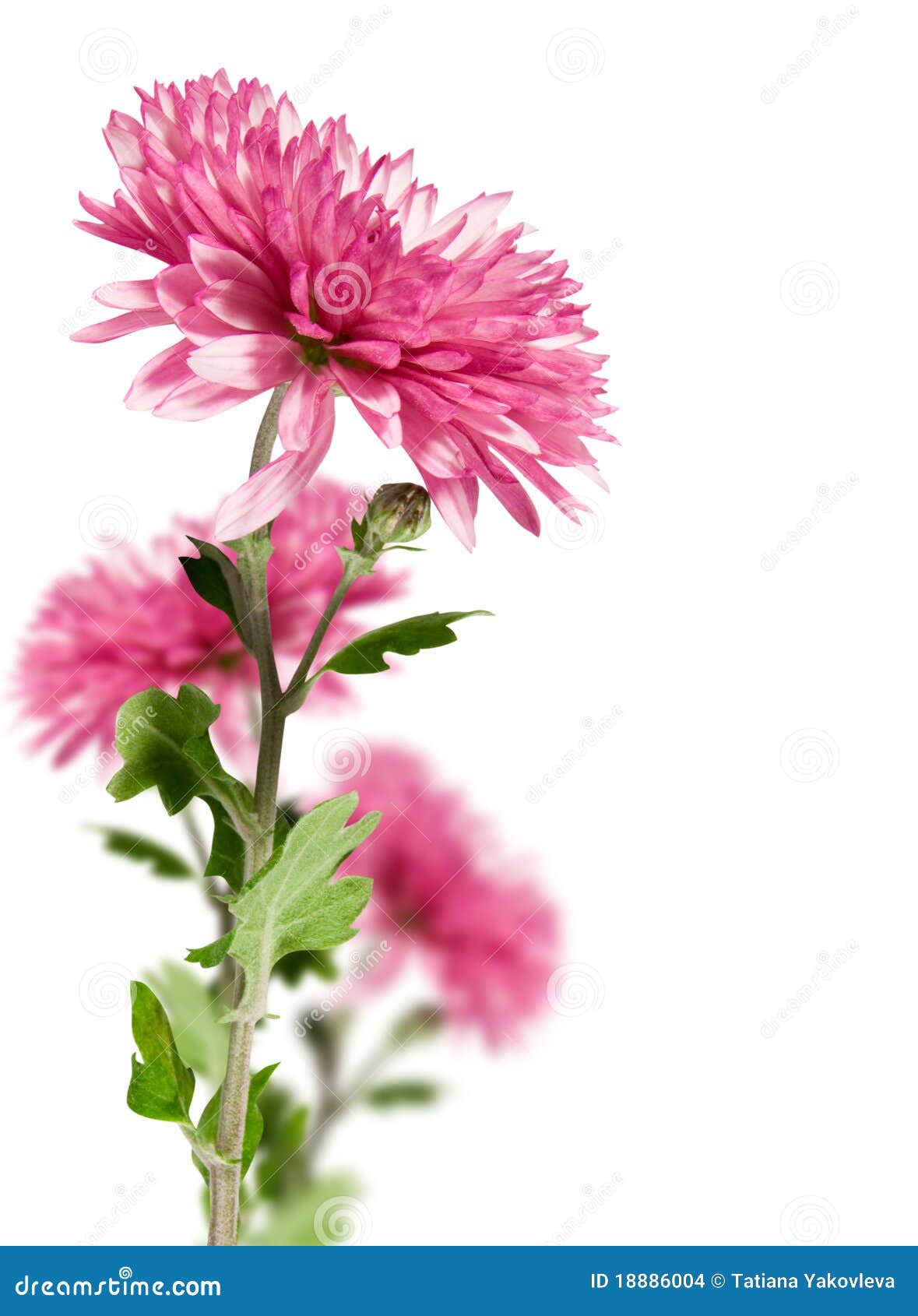 Zacken Sie Blumen aus stockfoto. Bild von dynamisch, aster - 18886004