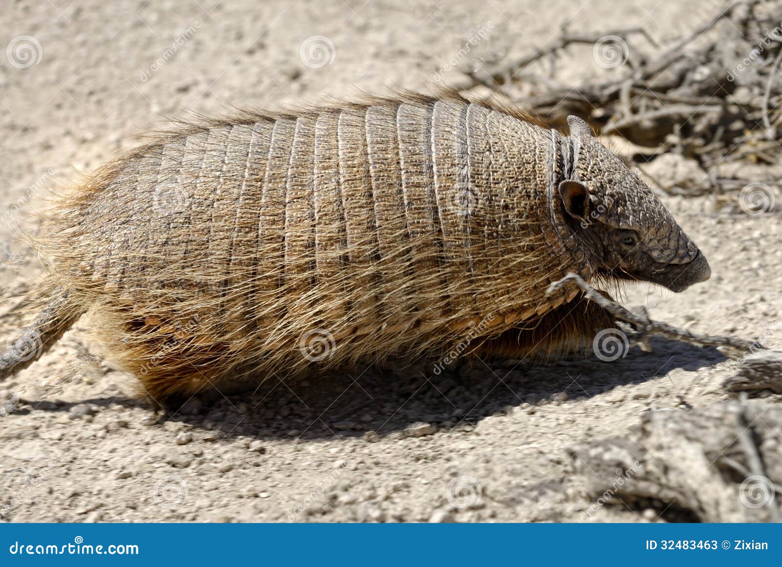 Zaedyus pichiy stock image. Image of armadillo, argentina - 32483463
