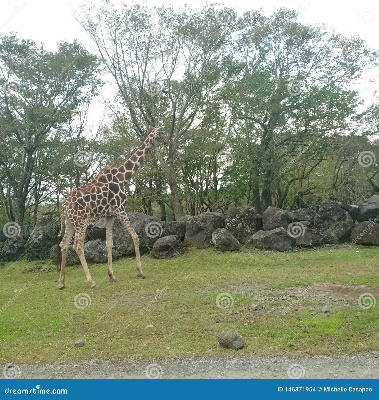 Zafari Park Animals stock photo. Image of animals, park - 146371954