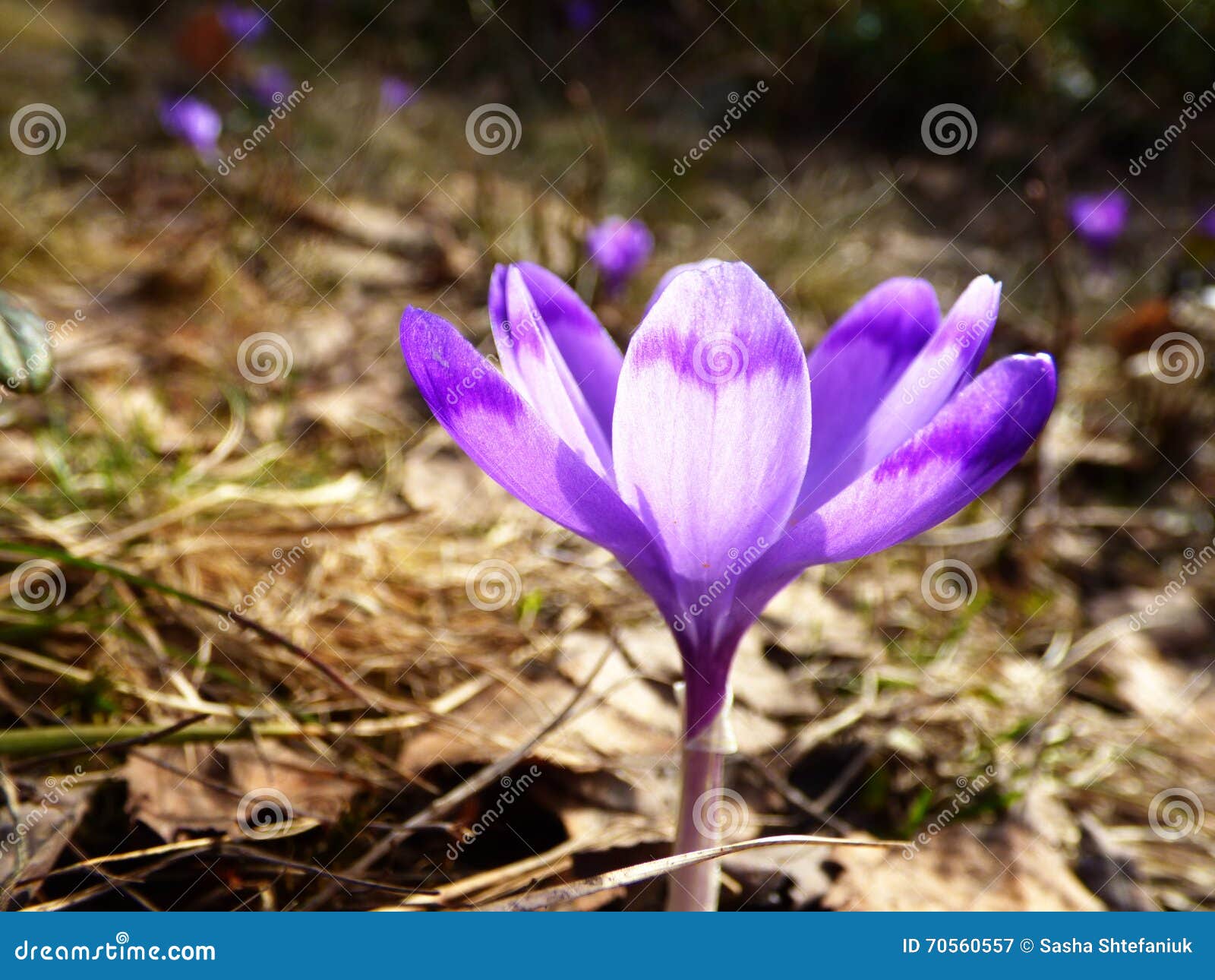 Zafferano, Heuffelianus Del Croco, Fiore, Viola Immagine Stock ...