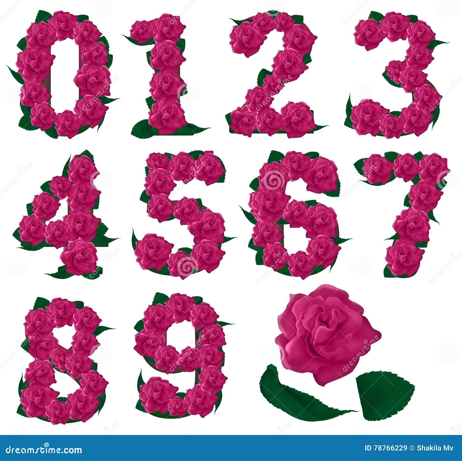 Zahlen Eingestellte Rosa Rosenillustration Stockbild - Illustration von ...