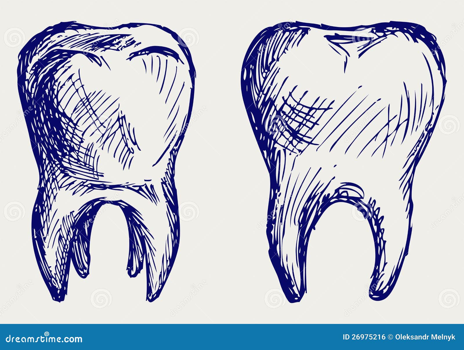 Zahn vektor abbildung. Illustration von anatomie, obacht - 26975216