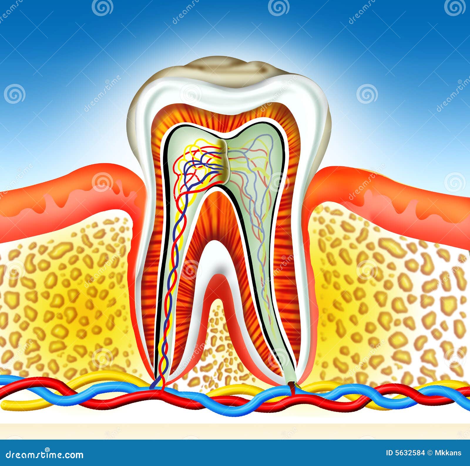 Zahn stock abbildung. Illustration von knochen, zahnmedizinisch - 5632584